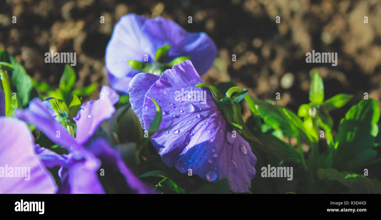 purple wild flowers growing on field in New Zealand Stock Photo - Alamy