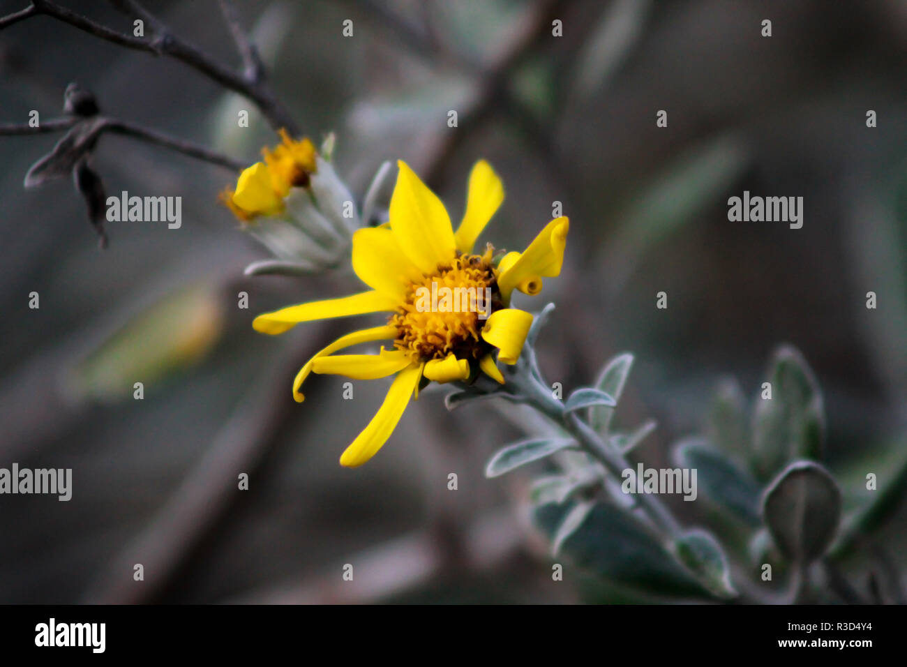 New zealand yellow wildflowers hi-res stock photography and images - Alamy