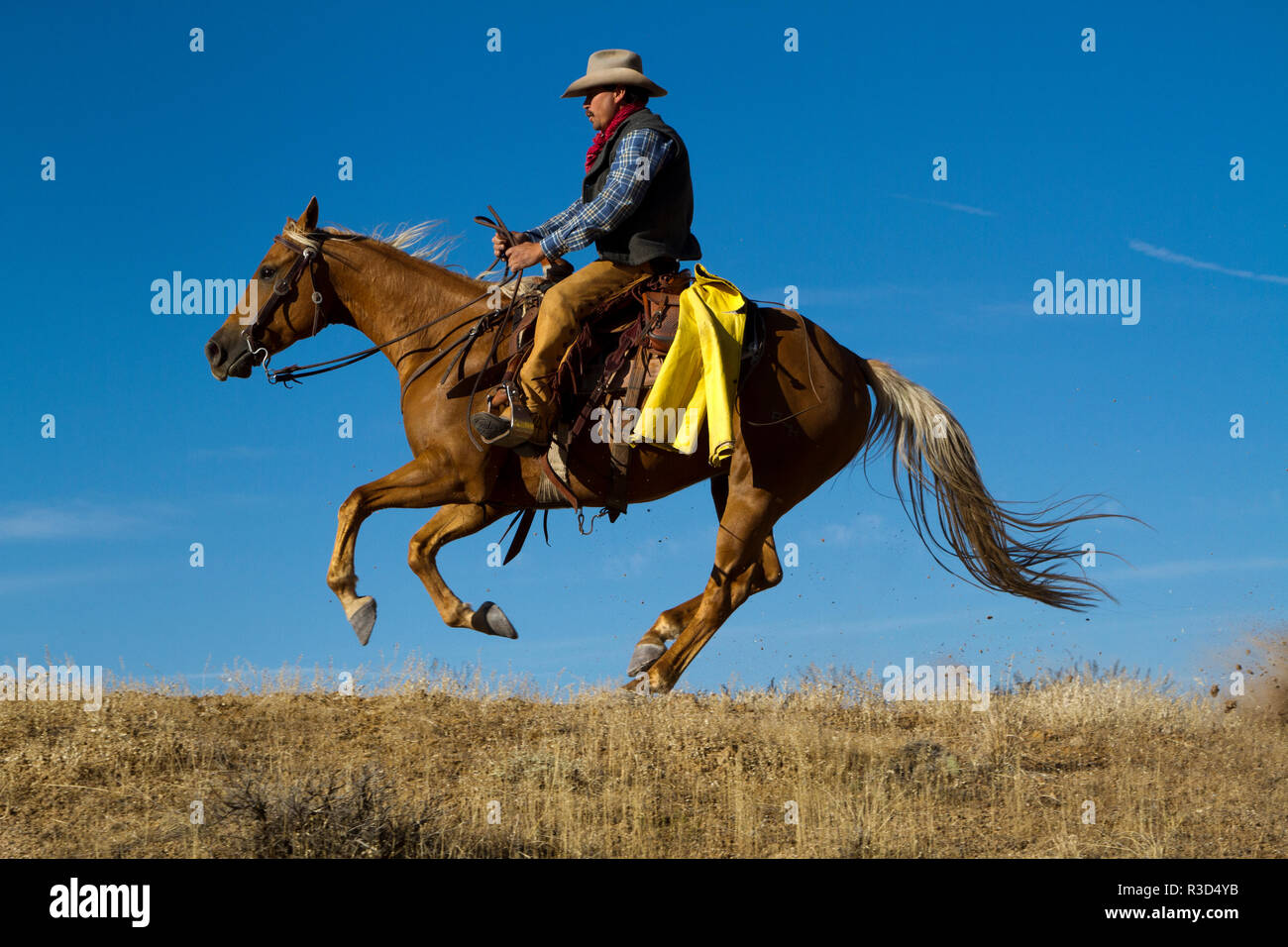 Usa, Wyoming, Shell, The Hideout Ranch, Cowboy Reining in His Horse to ...