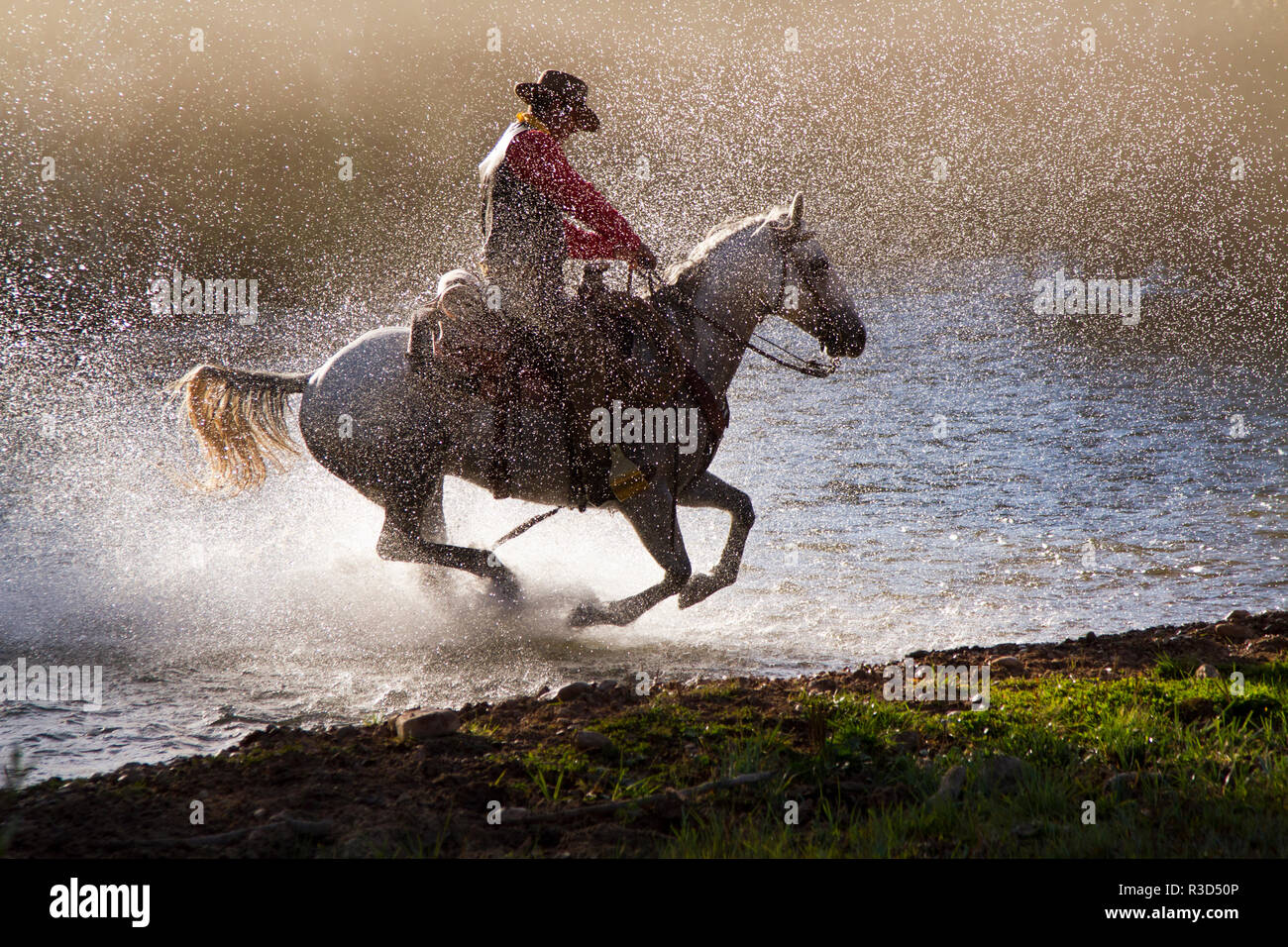 Usa, Wyoming, Shell, The Hideout Ranch, A Cowboy Crossing the River on ...