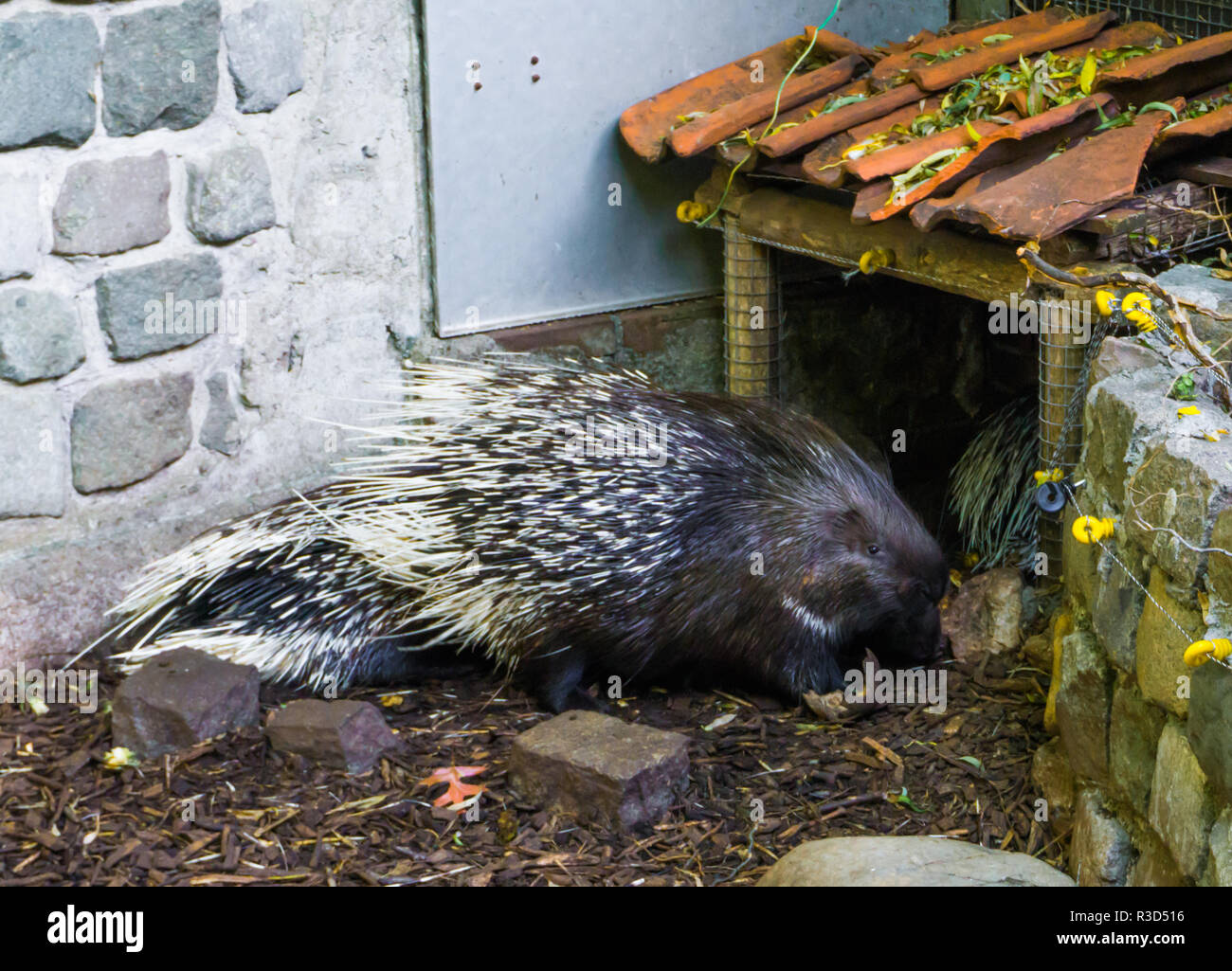crested porcupine standing in the sand a wild rodent from africa Stock ...