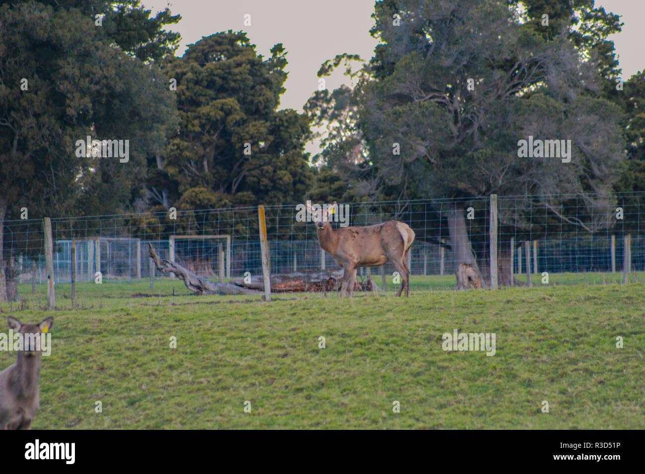 Deer farm new zealand hi-res stock photography and images - Alamy