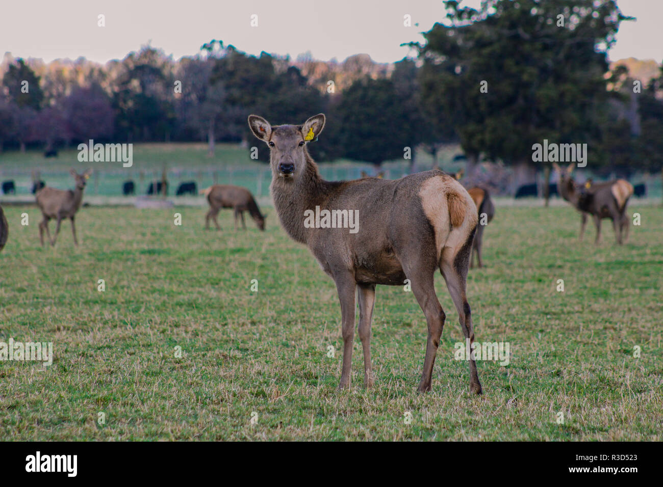 Deer farm new zealand hi-res stock photography and images - Alamy