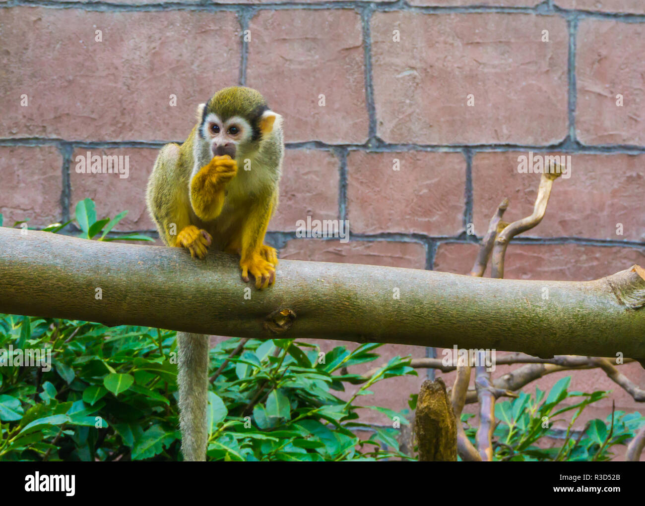 Monkey sucking thumb hi-res stock photography and images - Alamy