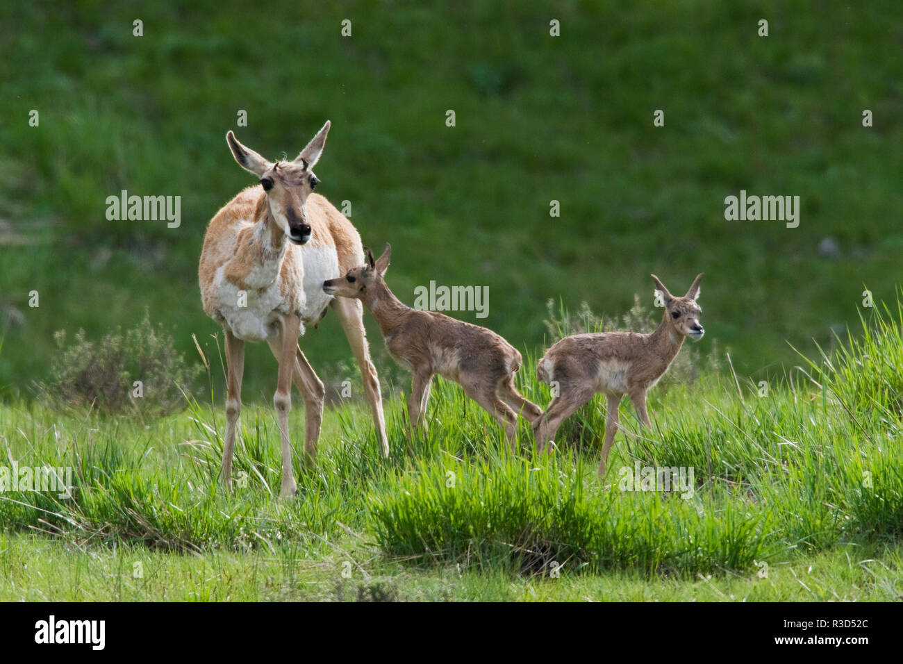 Antelope doe hi-res stock photography and images - Alamy