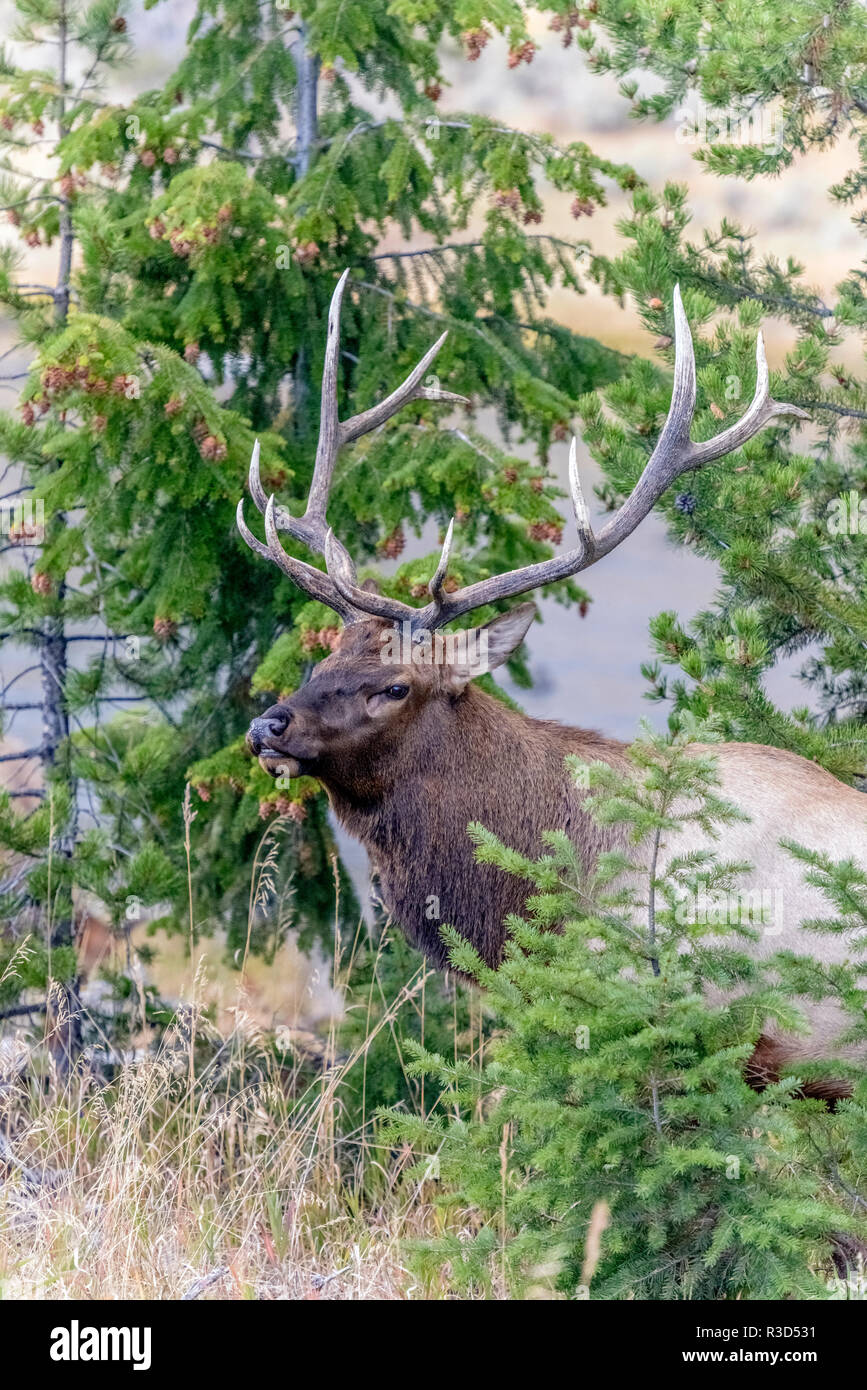 Yellowstone National Park, Wyoming, U.S.A. Bull Elk profile Stock Photo ...
