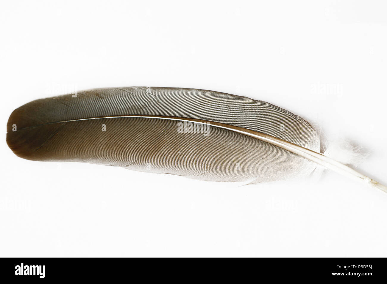 Pluma Feather High Resolution Stock Photography and Images - Alamy