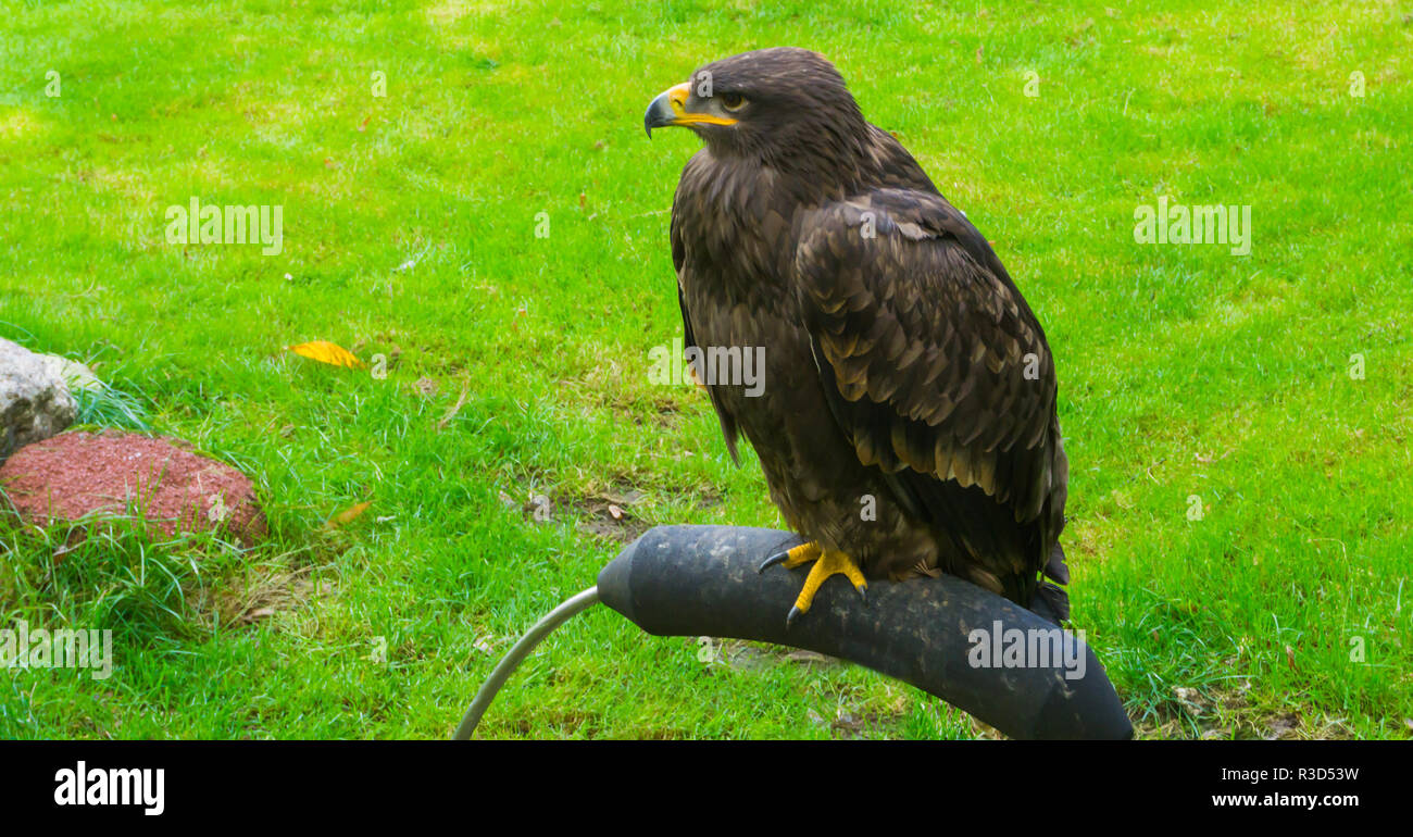 Mexican golden eagle hi-res stock photography and images - Alamy