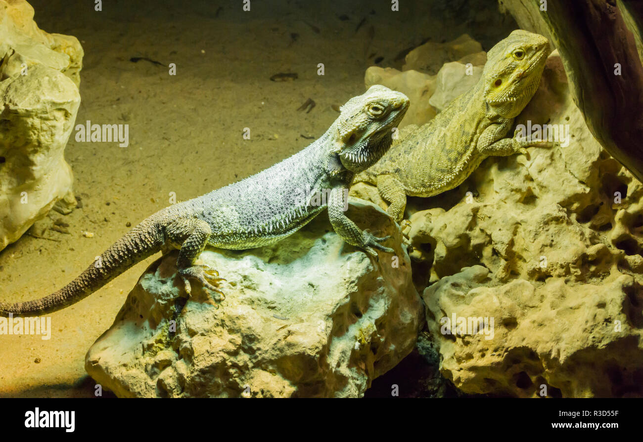 two horned lizards together in the terrarium giving a mirror effect ...