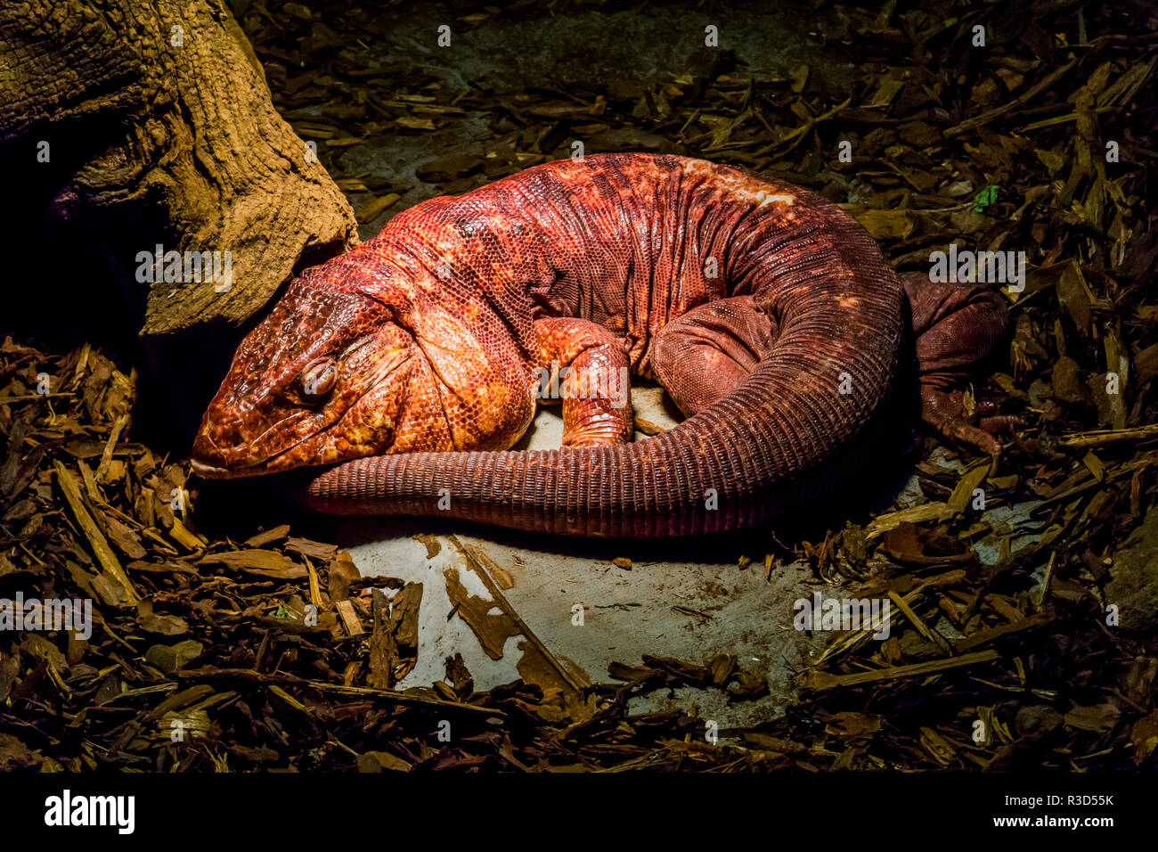 Red tegu hi-res stock photography and images - Alamy