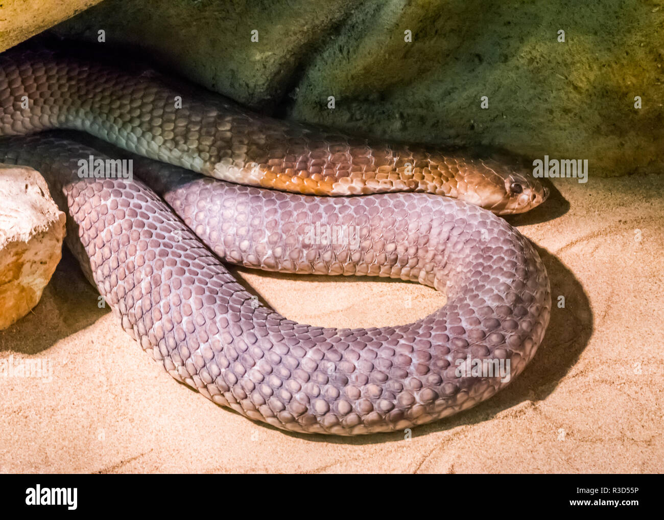 Black mamba snake hi-res stock photography and images - Alamy