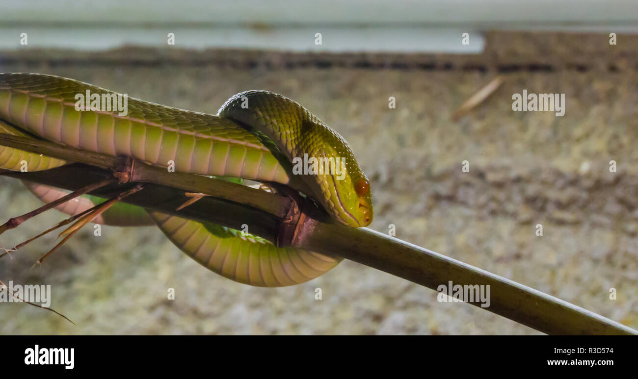 Bamboo pit vipers hi-res stock photography and images - Alamy