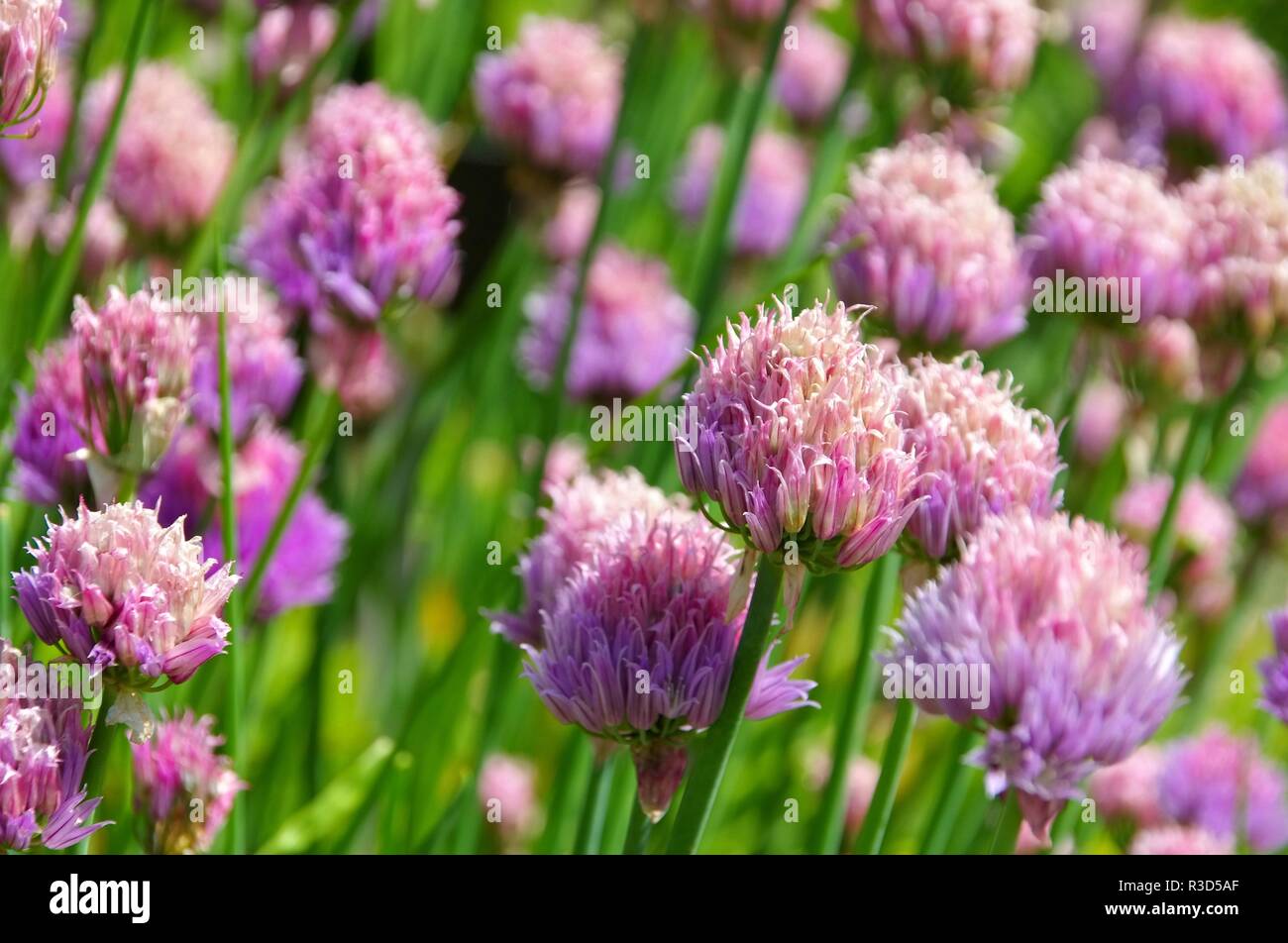 chives - chives 03 Stock Photo - Alamy