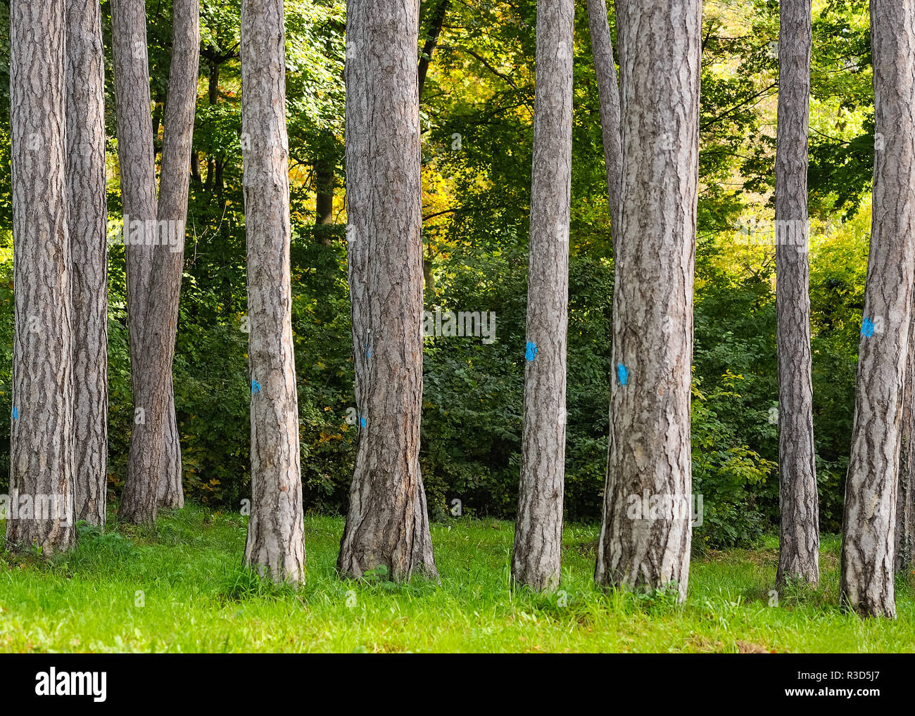 tree trunk in forest Stock Photo - Alamy