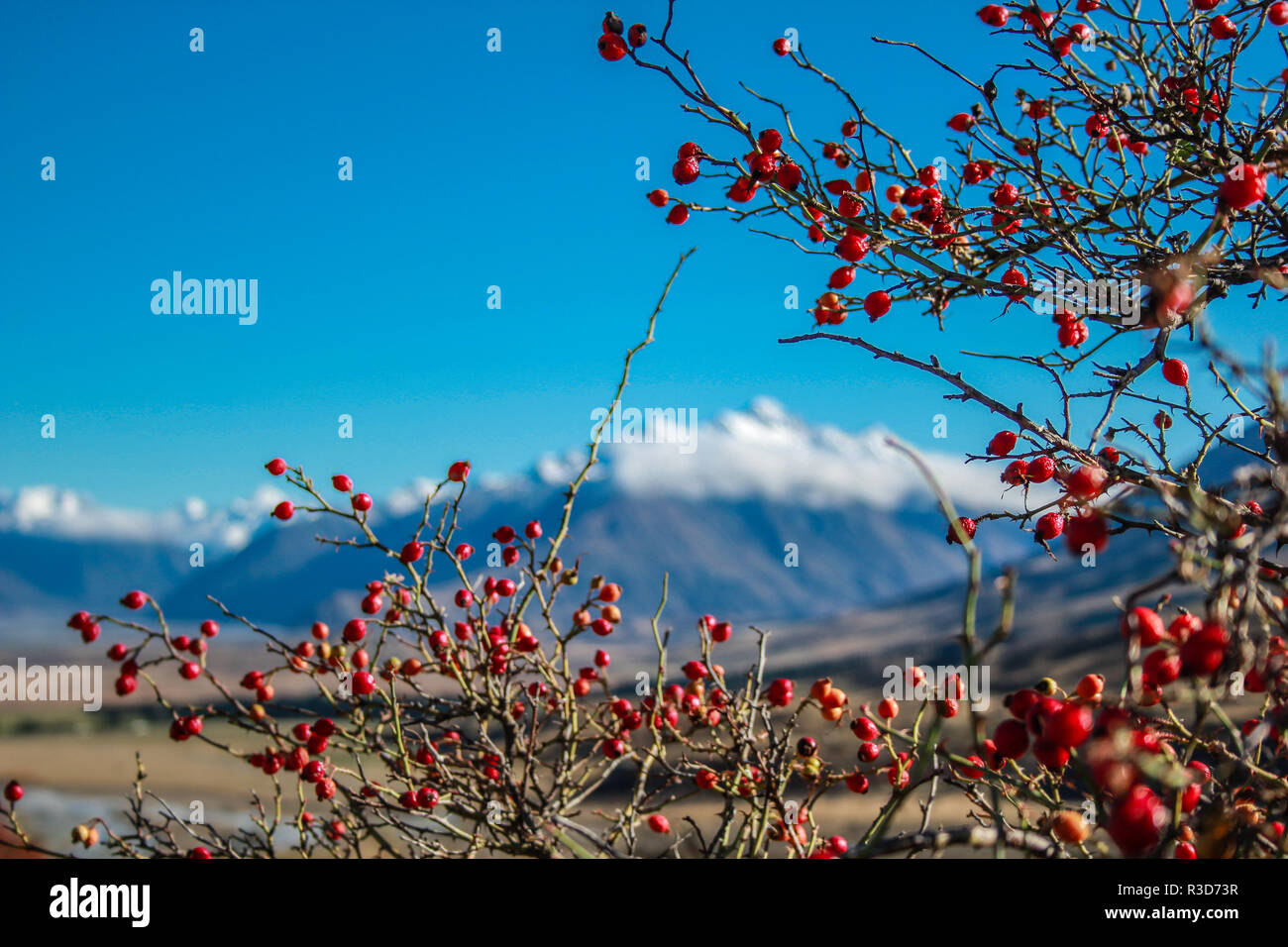 rose hip plant in front of blurred mountain background, Ashburton Lakes ...