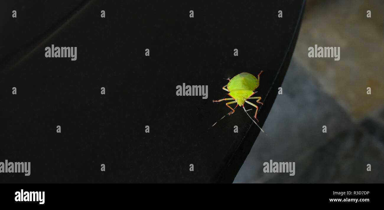 Chincha bug. Brilliant green bug on dark wood surface. Insect wildlife ...