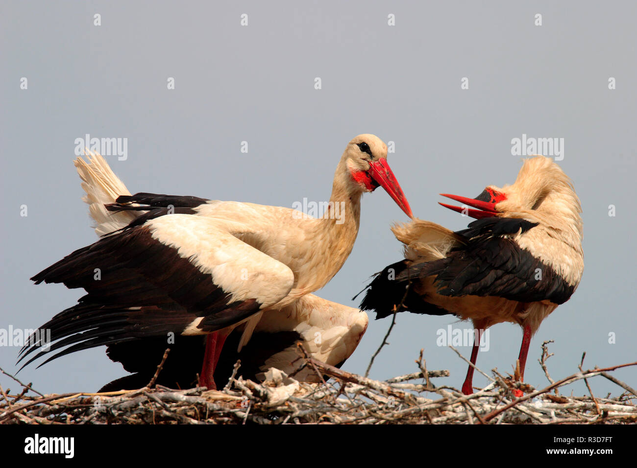 White Stork birds on a nest during the spring nesting period Stock ...