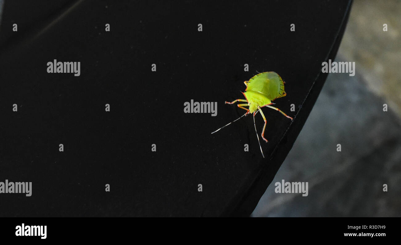 Chincha bug hi-res stock photography and images - Alamy