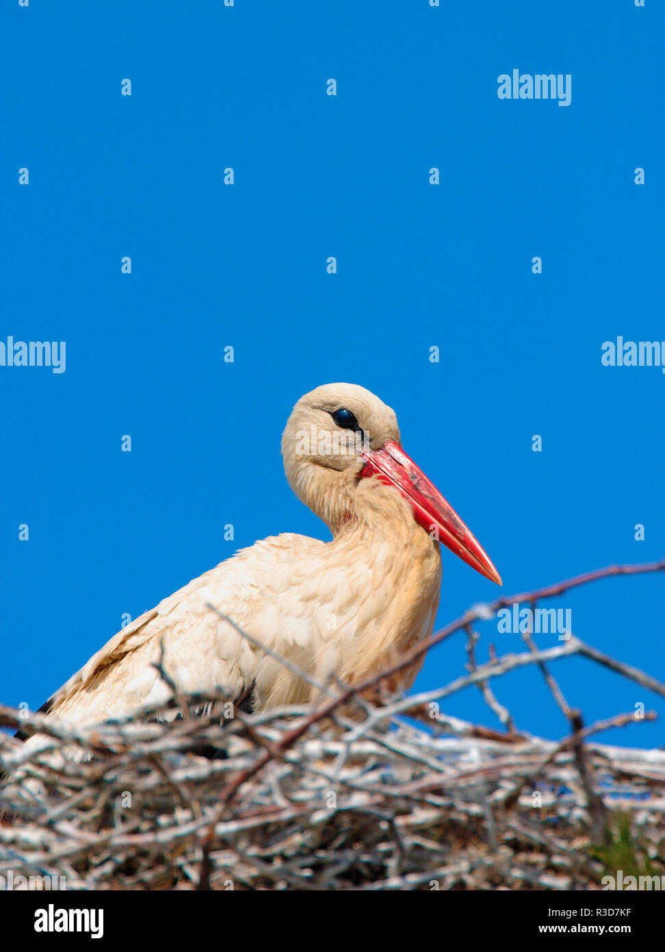 Single white Stork bird on a nest during the spring nesting period ...