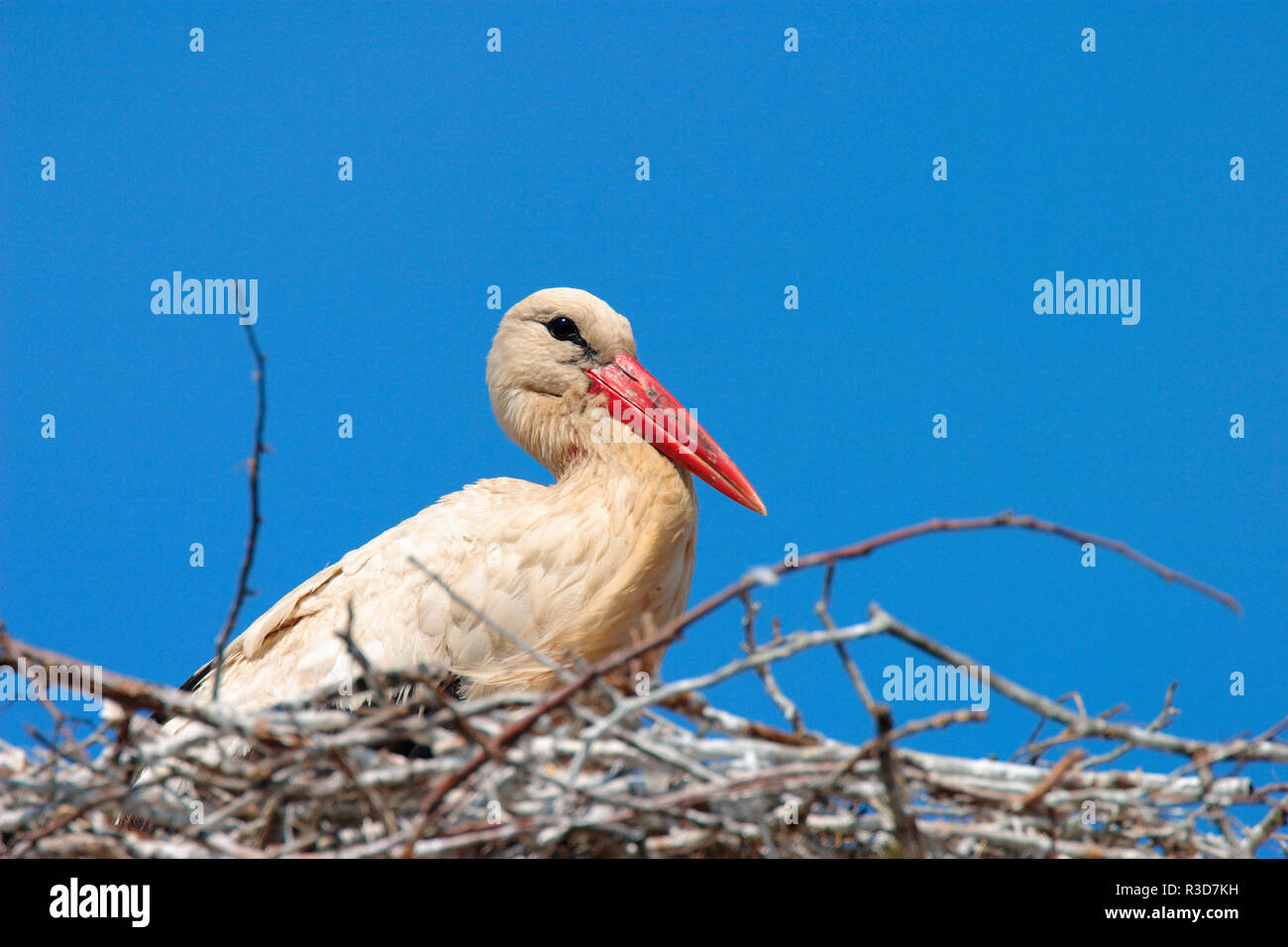 Single white Stork bird on a nest during the spring nesting period ...
