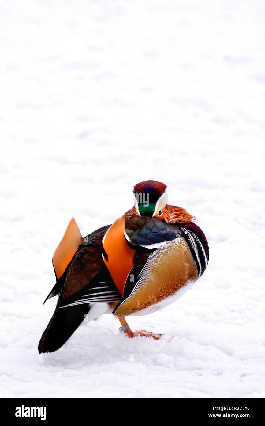 Single male Mandarin Duck bird on snow during a winter period Stock ...