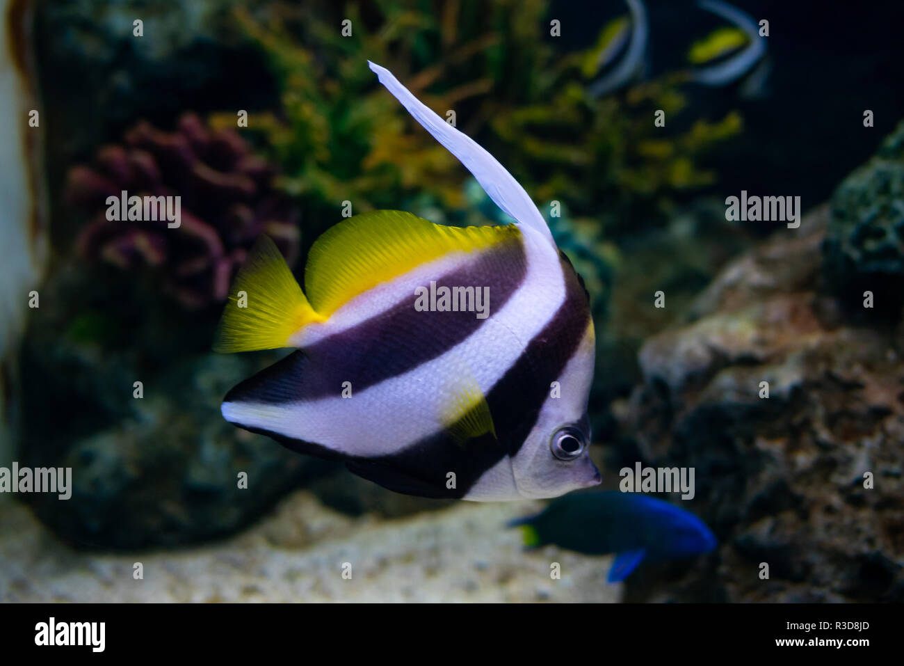 Beautiful fish in the aquarium on decoration of aquatic plants ...