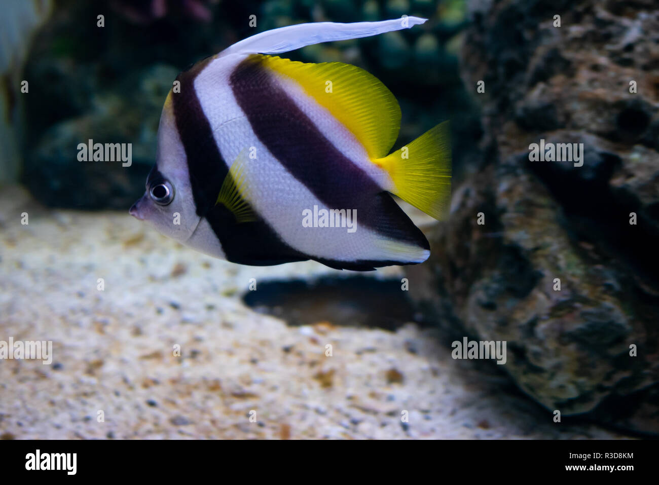 Beautiful fish in the aquarium on decoration of aquatic plants ...