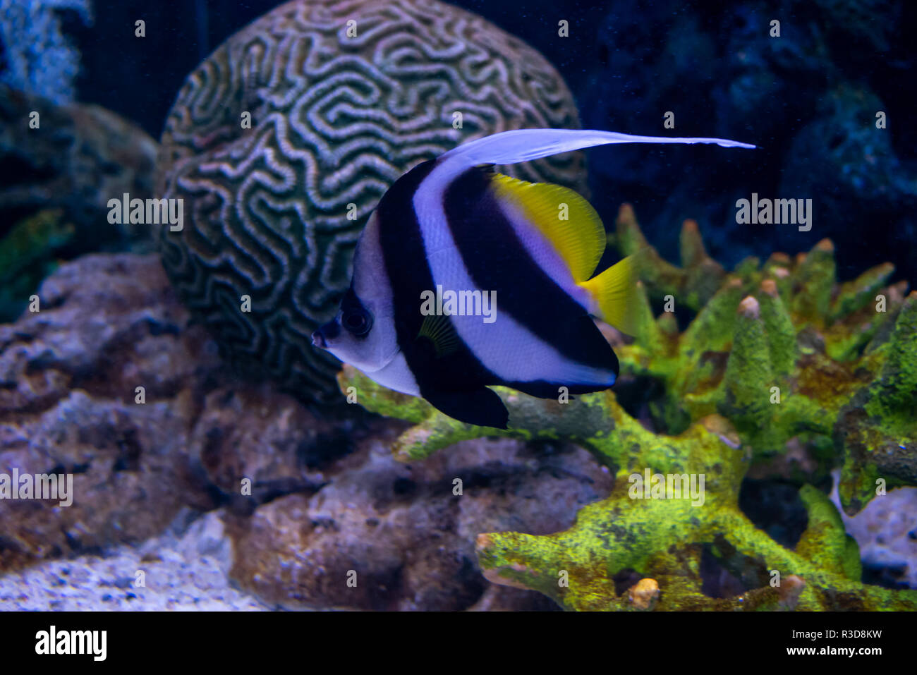 Beautiful fish in the aquarium on decoration of aquatic plants ...