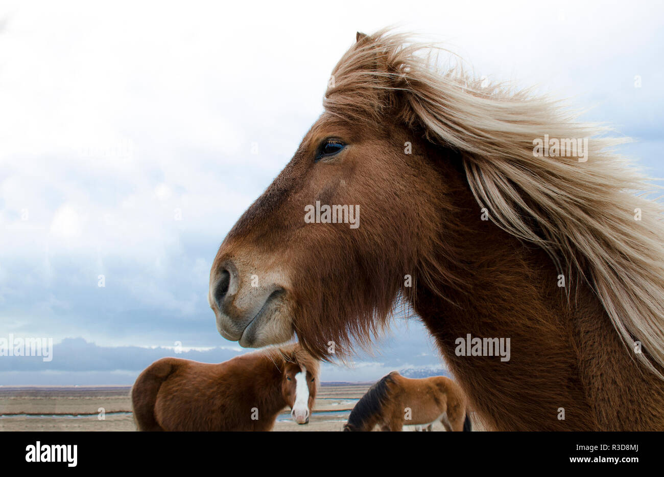 The cheesy brown woolen head of an Icelandic horse, the dark blue ...