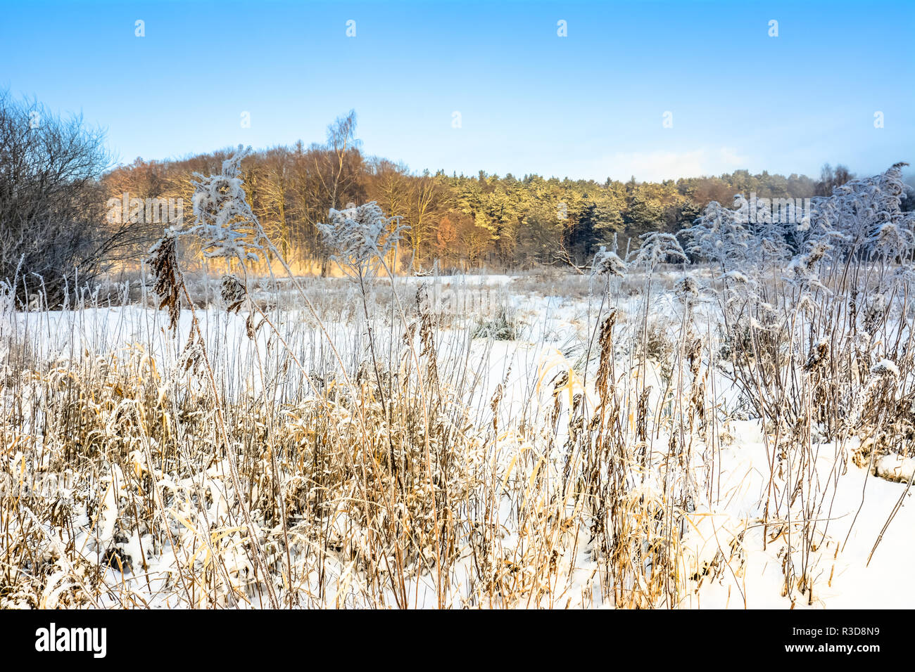 Grass in snow on field, winter landscape with beautiful weather and ...