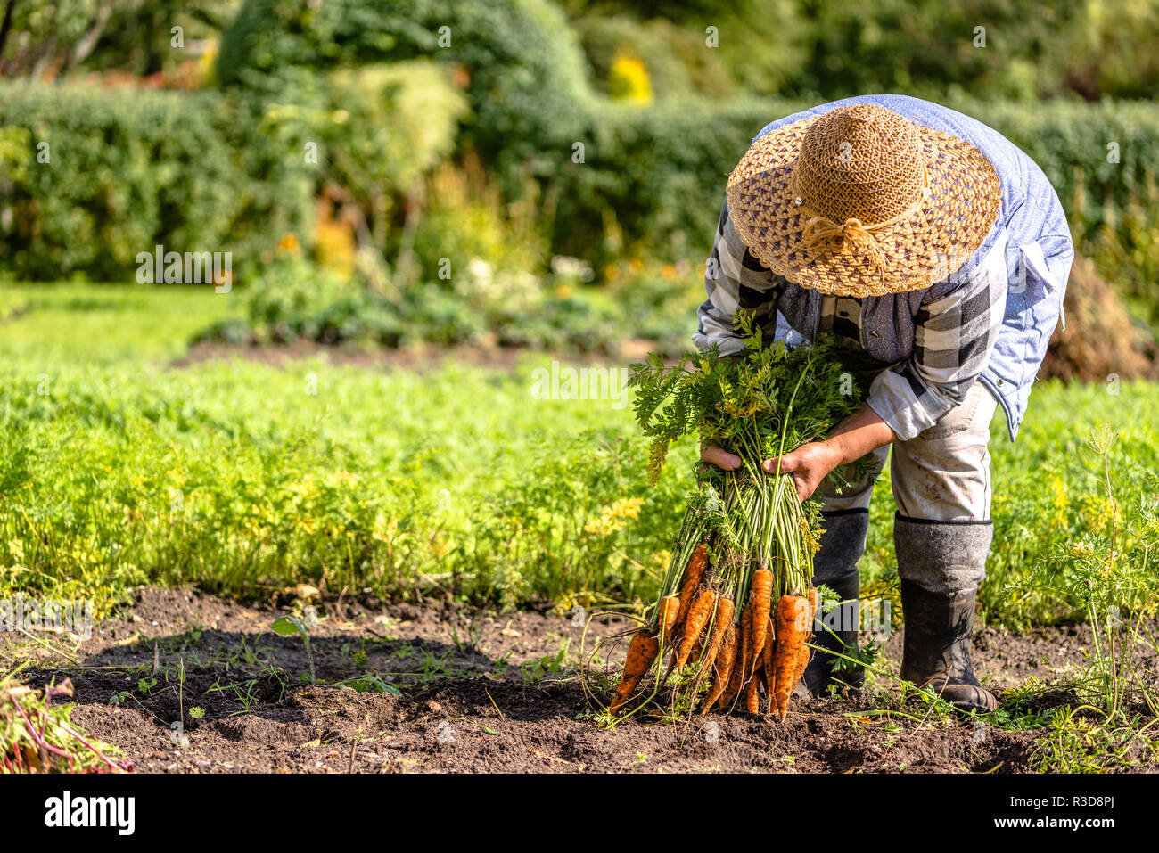 Farmer holding a carrots from the soil, vegetables from local farming ...