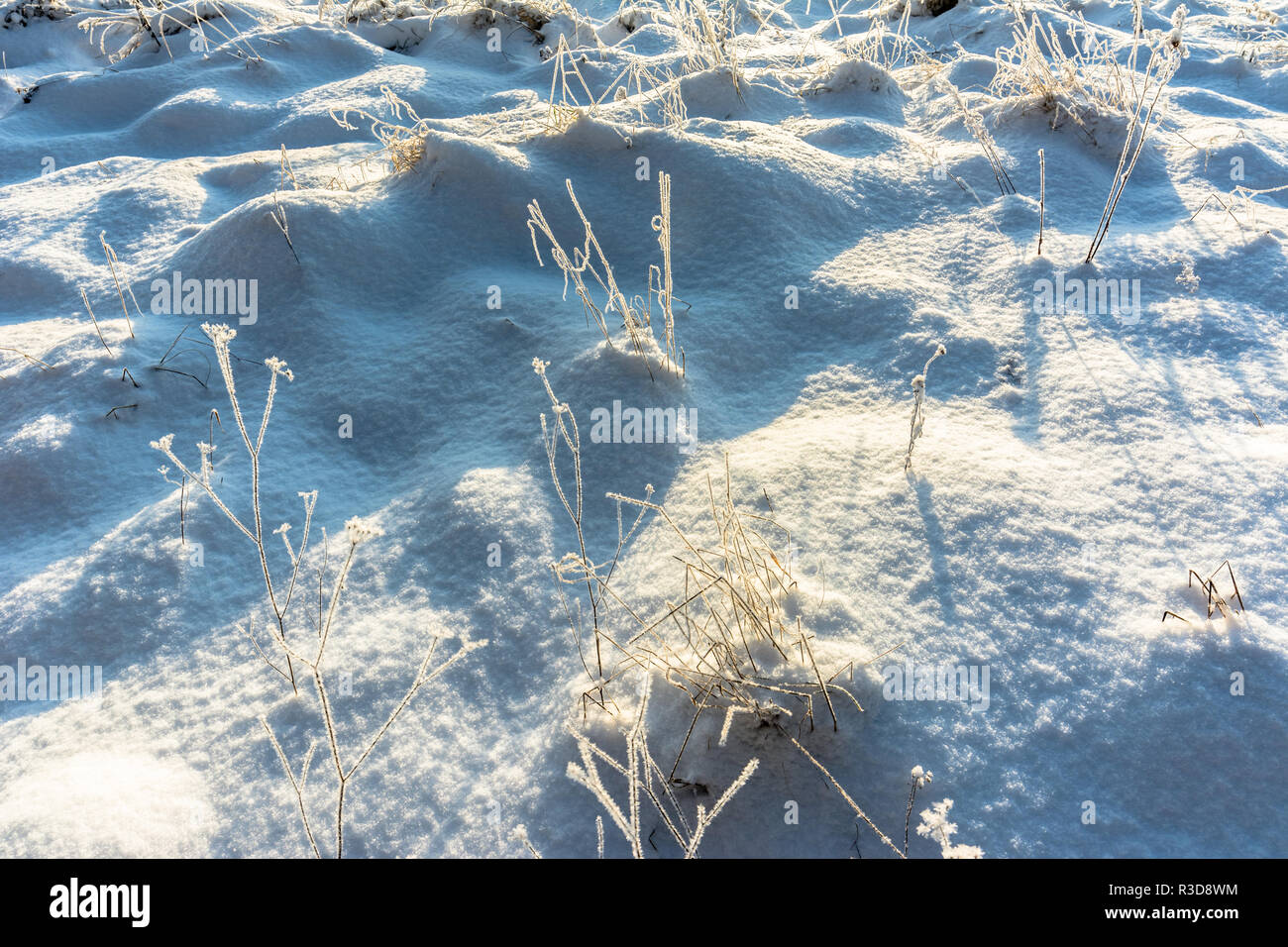Field in snow, background, winter texture Stock Photo - Alamy