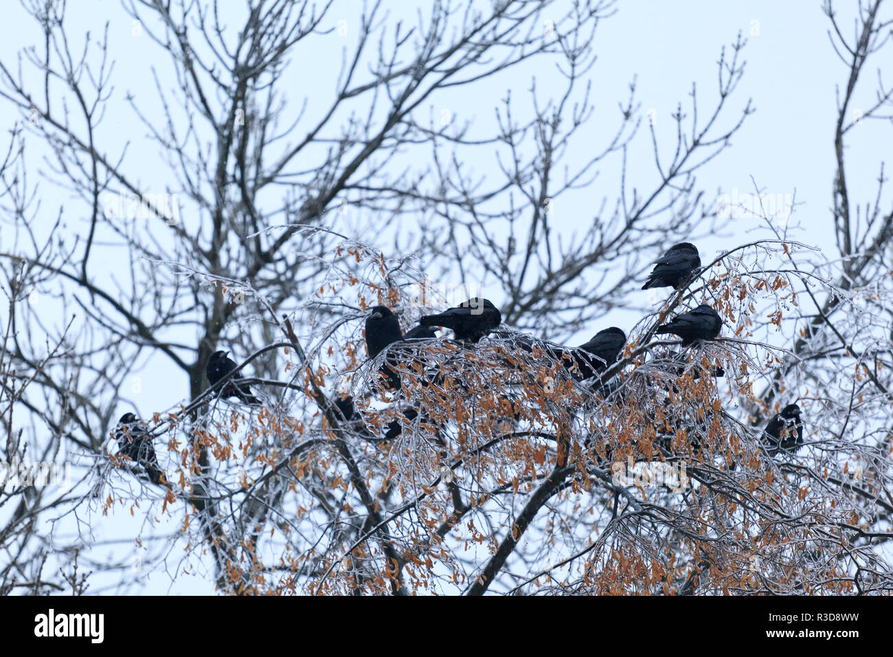 Crowd of Raven sitting on an ice covered branchs following winter storm ...