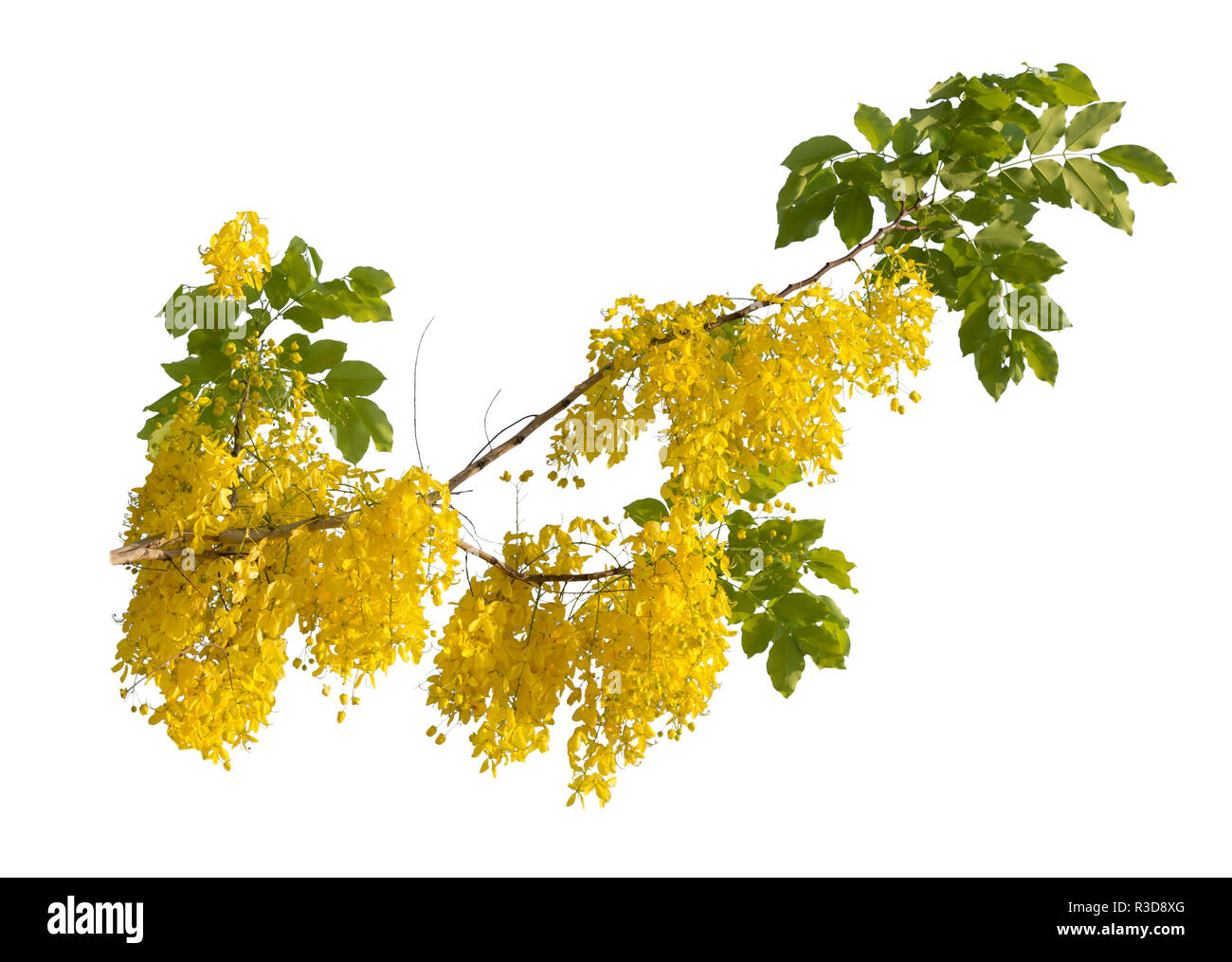 Beautiful yellow mimosa flower branch Cut Out Stock Images & Pictures ...