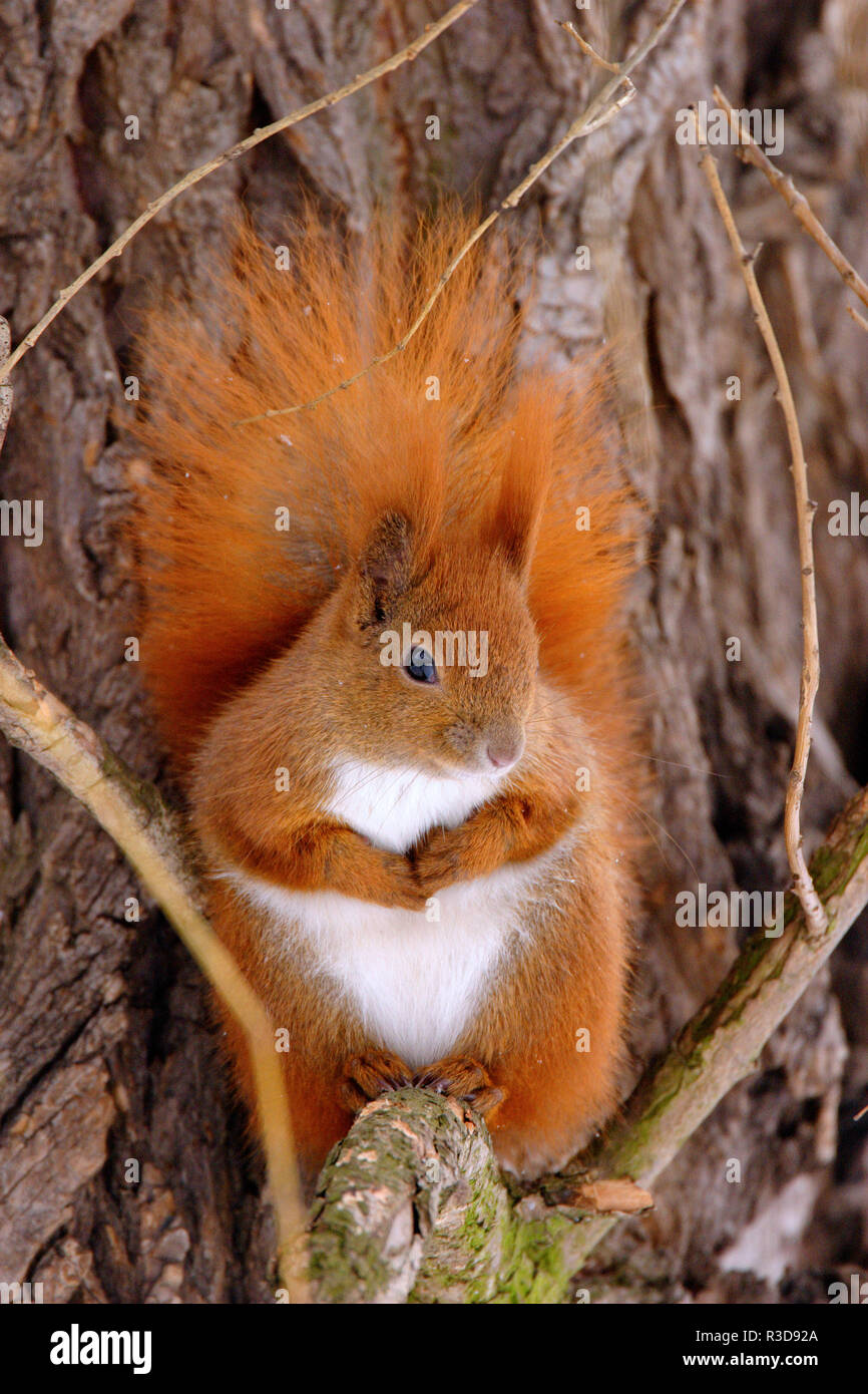 Single Red Squirrel on a tree branch in Poland forest during a winter ...