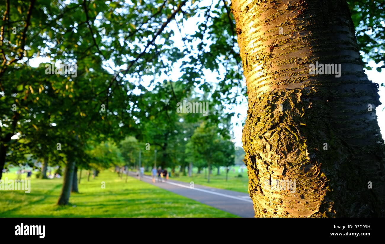 Edinburgh Tree-The Meadows Stock Photo - Alamy