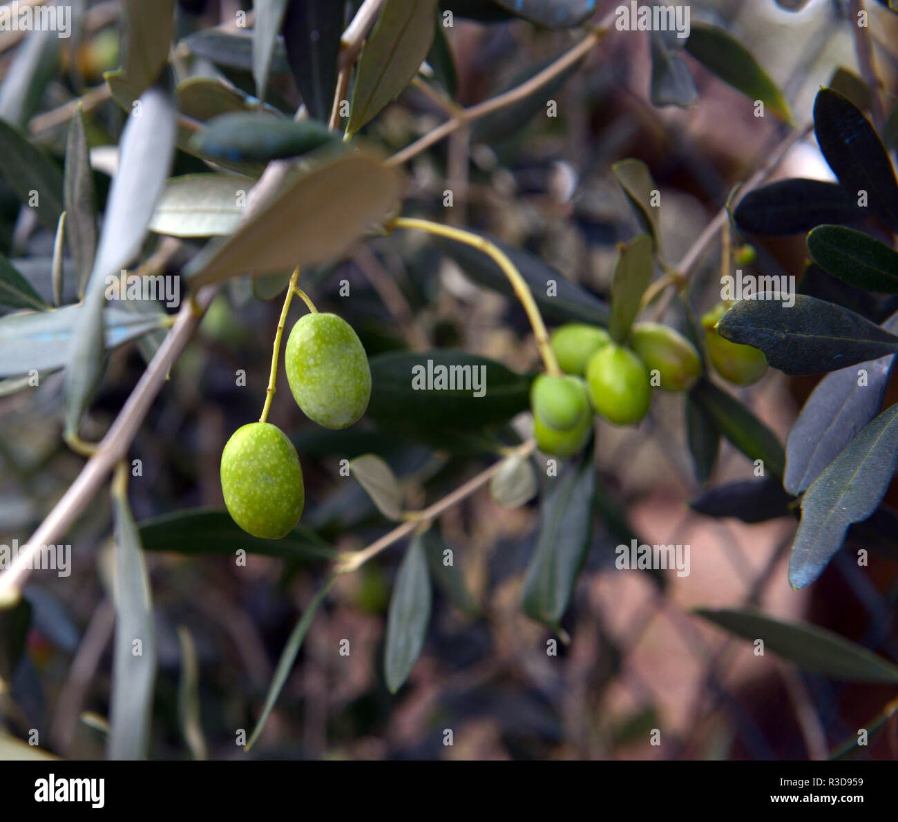 Olives hanging fresh from a tree branch Stock Photo - Alamy