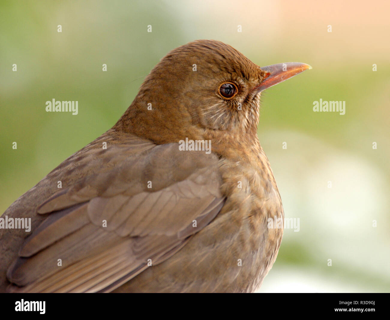 Single female Blackbird bird on a tree branch during a spring nesting ...
