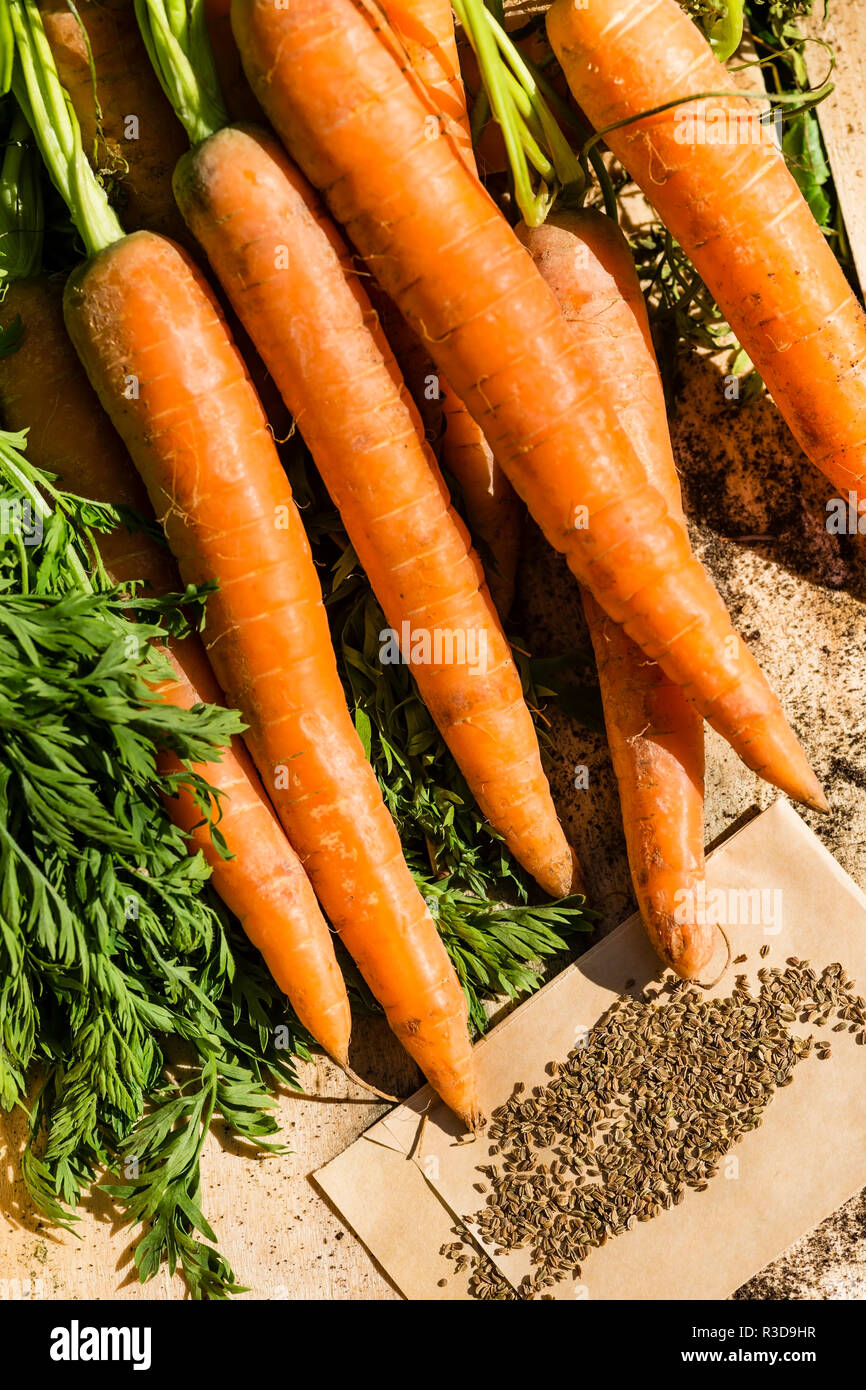 carrots and carrot seeds Stock Photo - Alamy