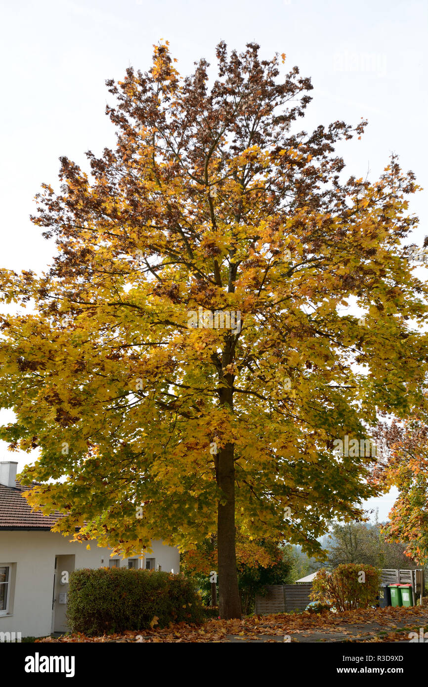 Ahornarten hi-res stock photography and images - Alamy