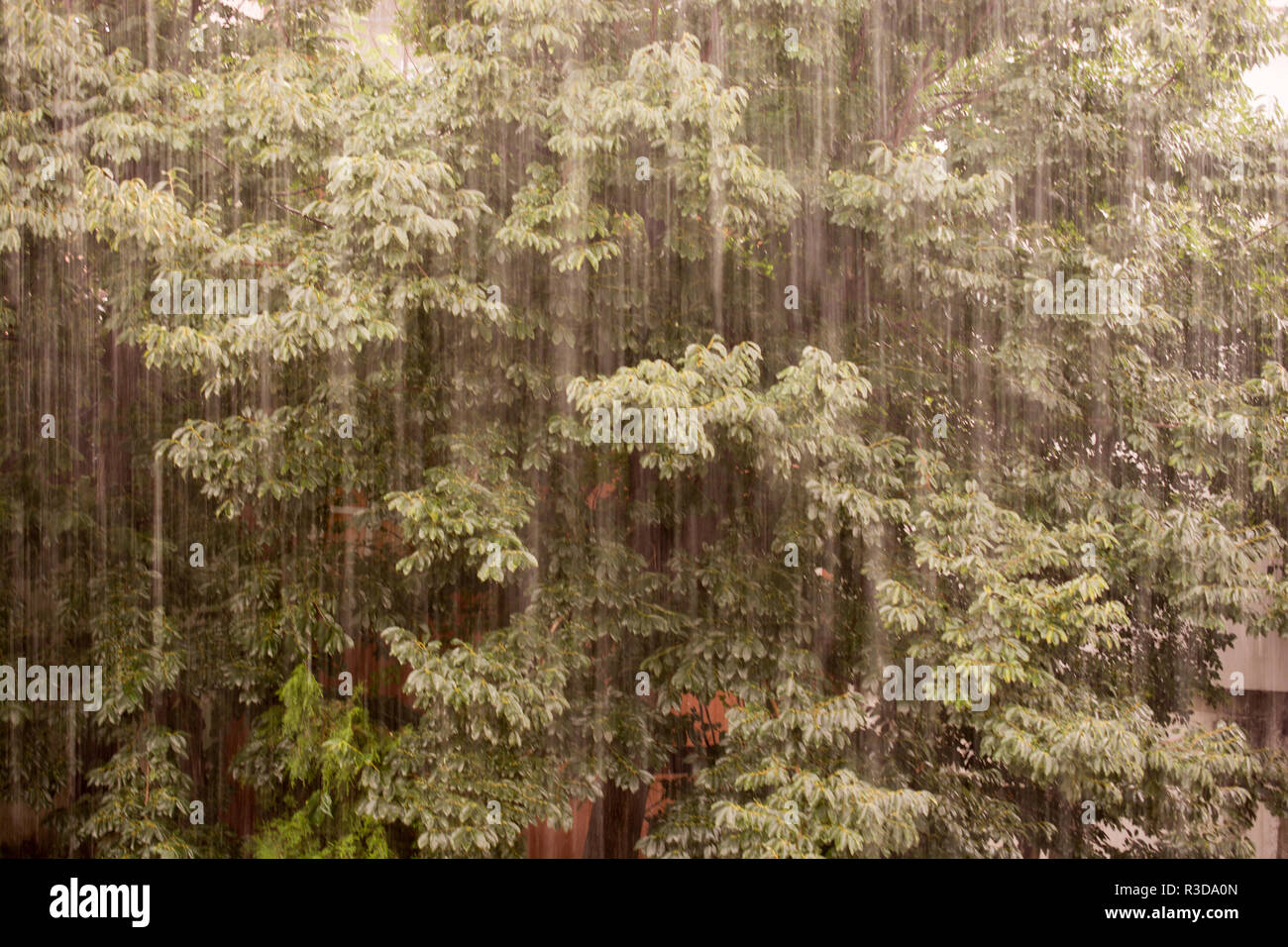 Blowing trees storm rain hi-res stock photography and images - Alamy