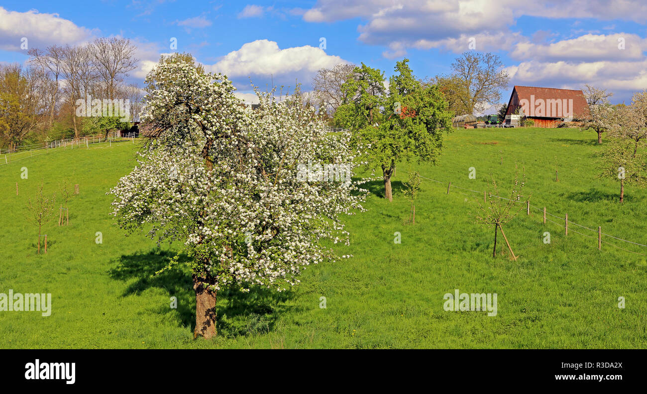 spring idyll in the odenwald near weinheim Stock Photo - Alamy