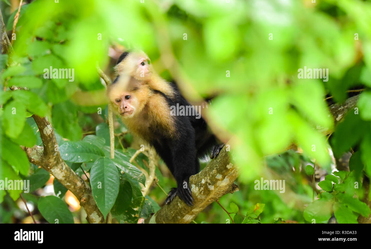 Female White-headed capuchin (Cebus capucinus) with her offspring ...