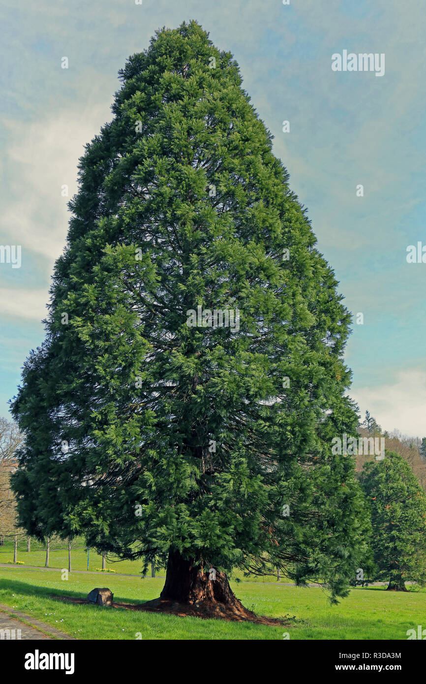 Pyramidal crown hi-res stock photography and images - Alamy