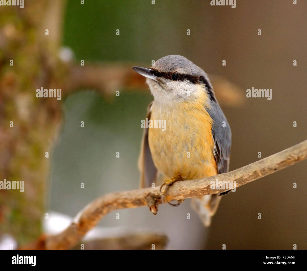 Single Eurasian Nuthatch bird on tree trunk during a spring nesting ...