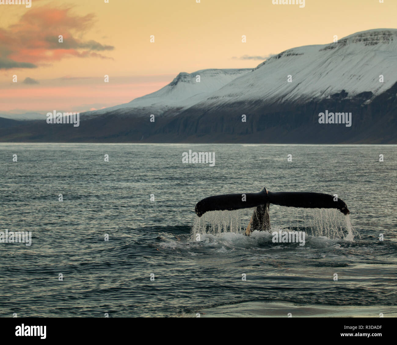 Evening spotting hi-res stock photography and images - Alamy