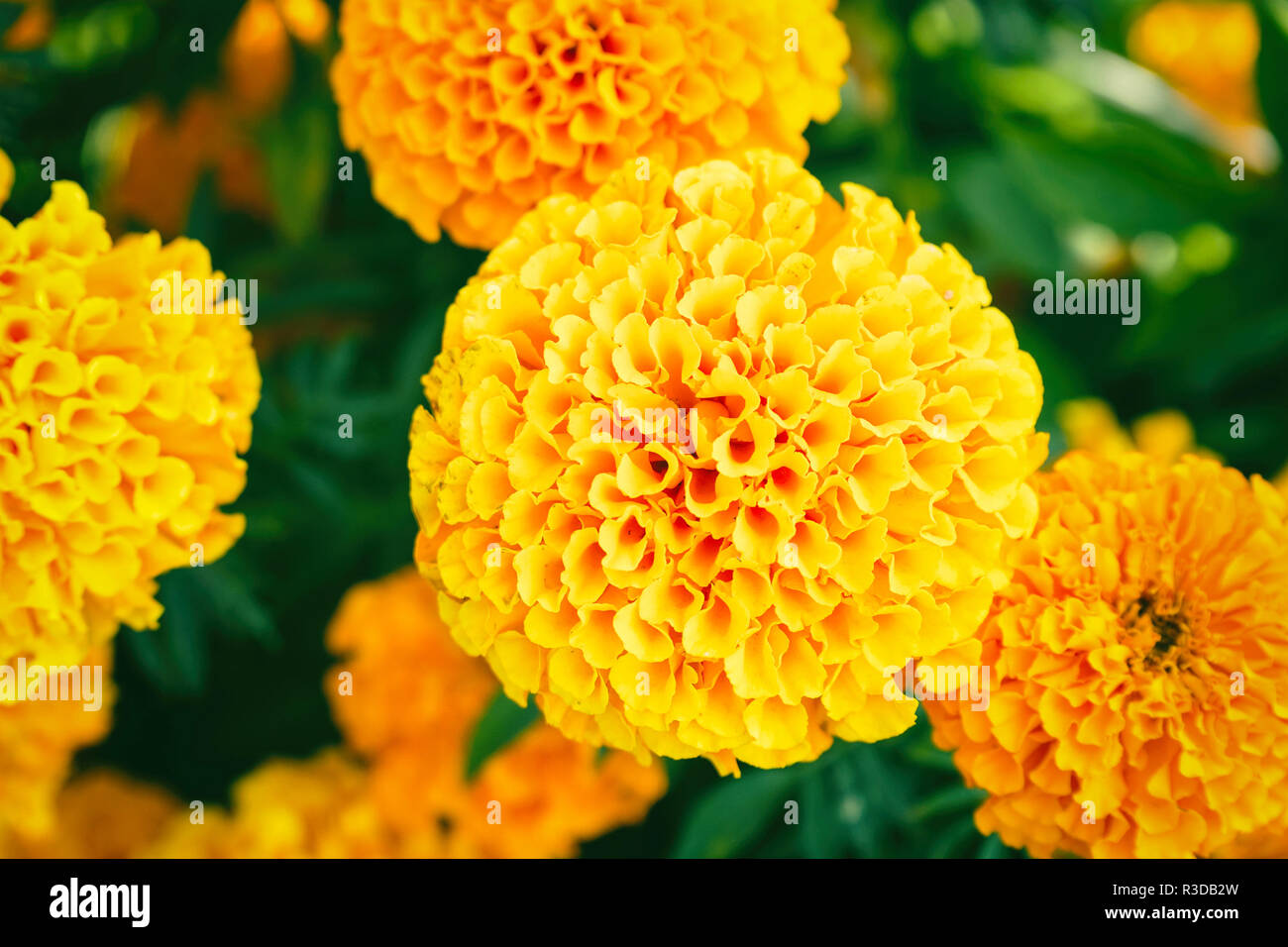 Flower marigold on natural background Stock Photo - Alamy