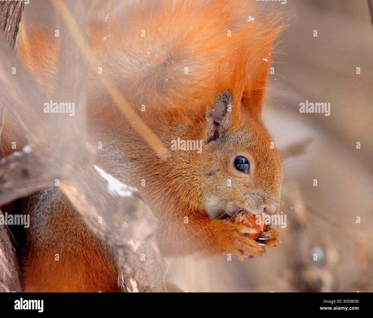 Single Red Squirrel on a tree branch in Poland forest during a winter ...