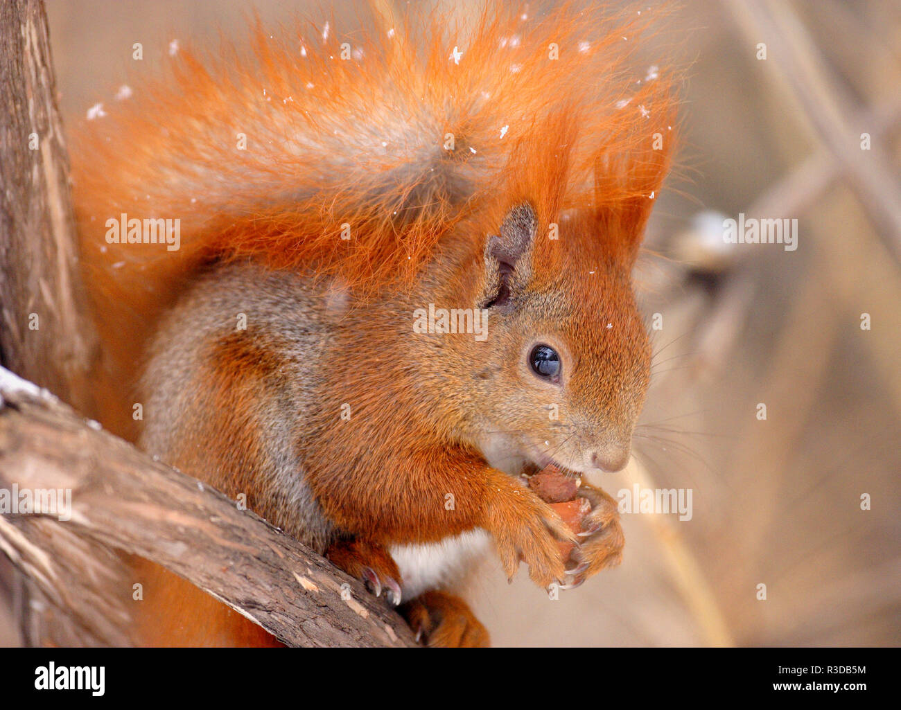 Single Red Squirrel on a tree branch in Poland forest during a winter ...