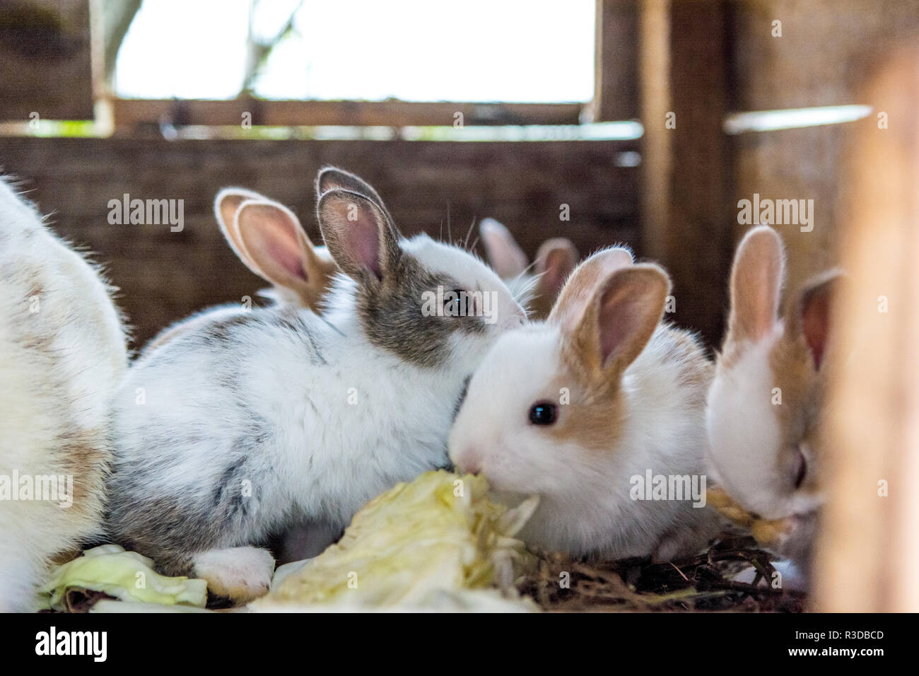 Cute and furry baby bunnies eating cabbage. Farm animals Stock Photo ...